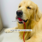 Automatic Dog Walker – The Mellow Dog