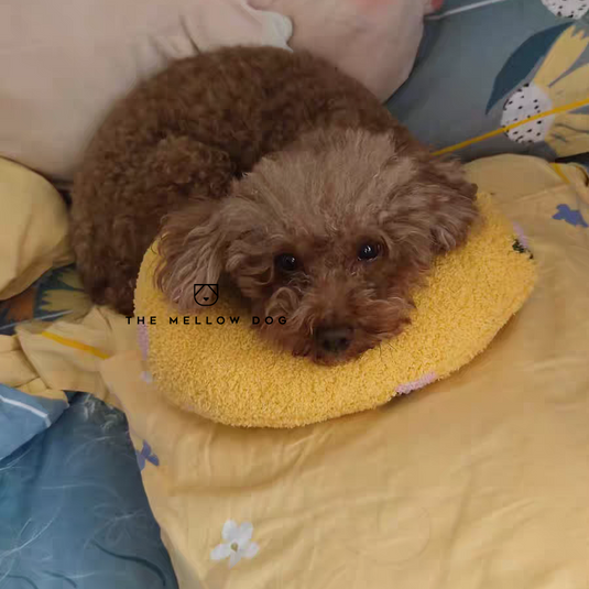 Calming Pillow – The Mellow Dog