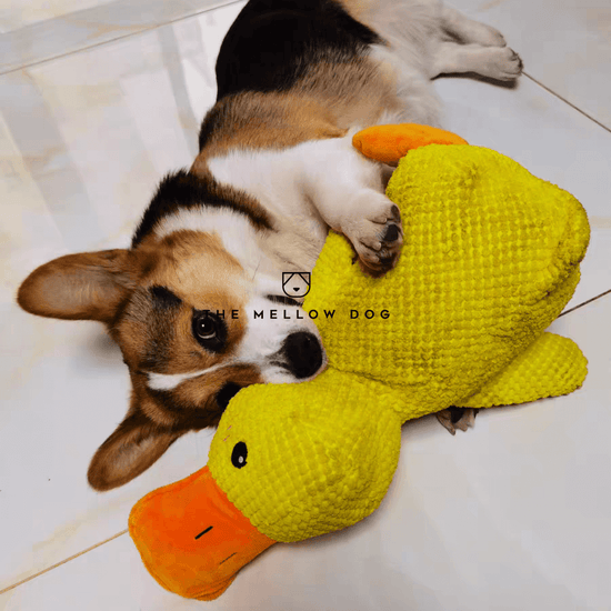 Calming Duck – The Mellow Dog