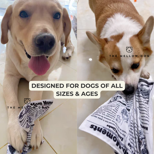 The New Dog Times – The Mellow Dog