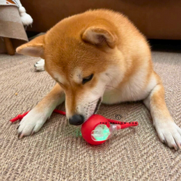 Automatic Dog Walker – The Mellow Dog