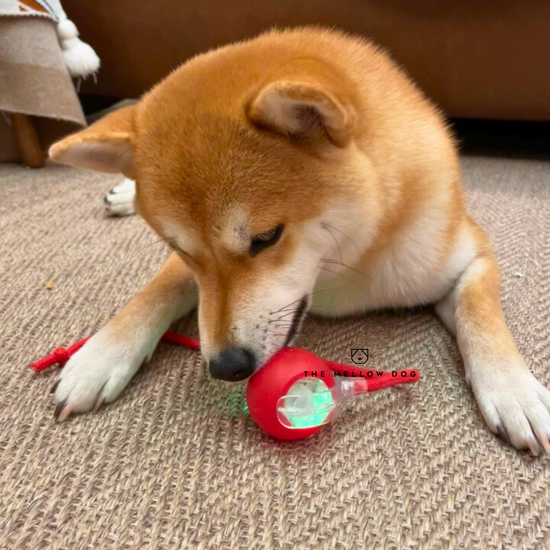 Automatic Dog Walker – The Mellow Dog