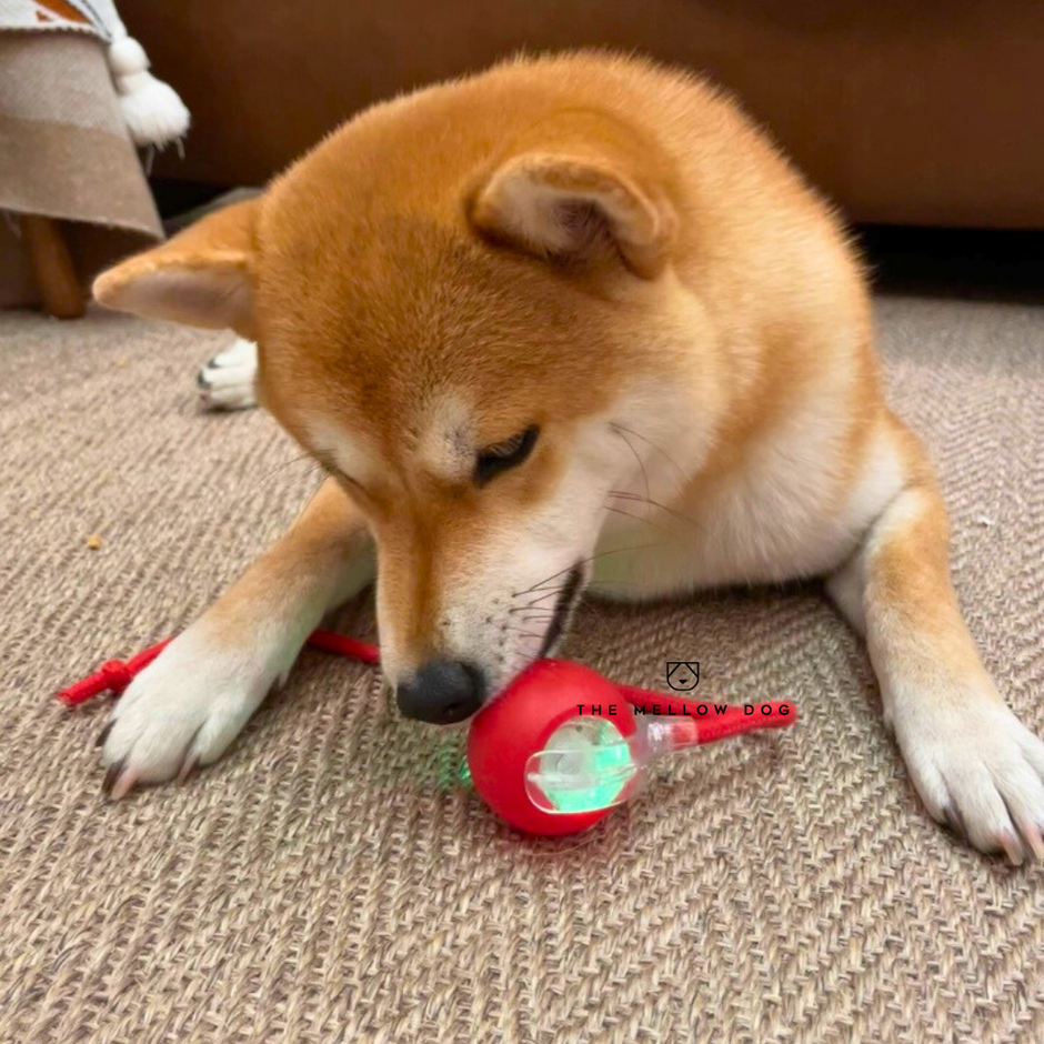 Enrichment Calming Toys – The Mellow Dog