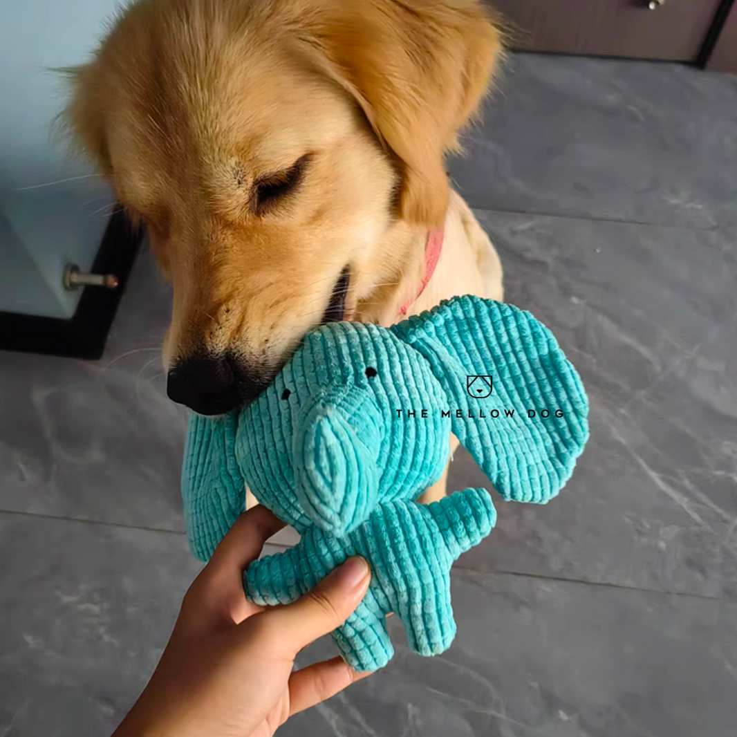 Calming Products – The Mellow Dog