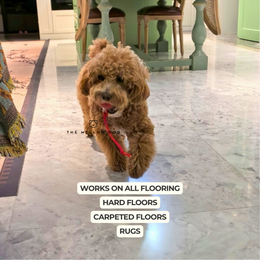 Automatic Dog Walker – The Mellow Dog