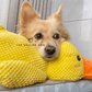Calming Duck – The Mellow Dog
