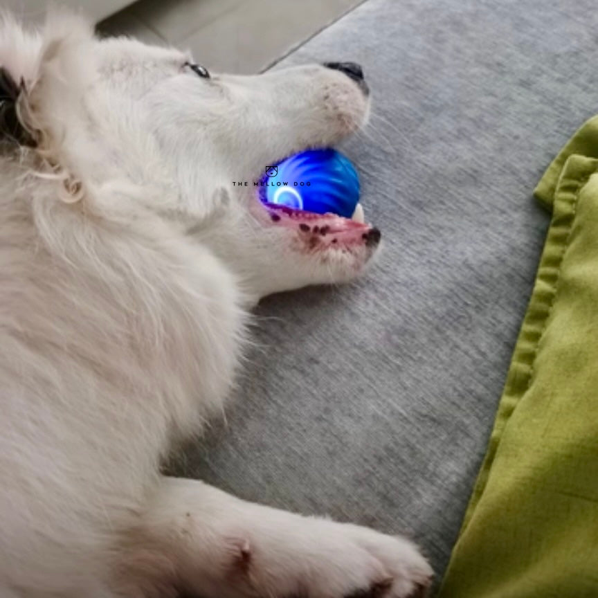 Self Rolling Smart Ball – The Mellow Dog
