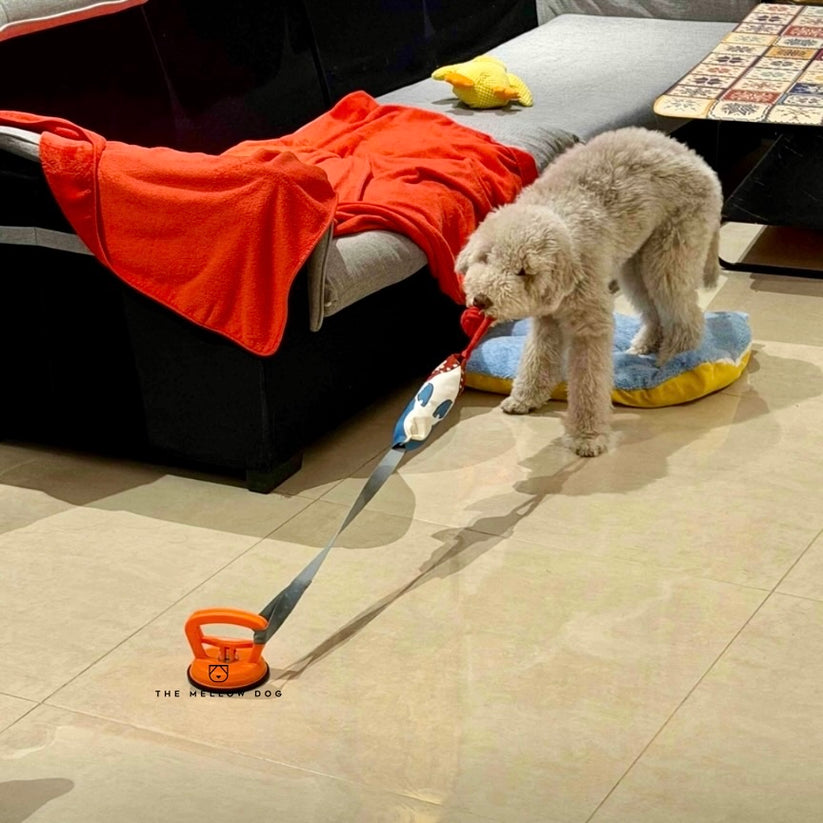 Shark Buddy – The Mellow Dog