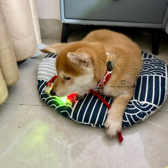 Automatic Dog Walker – The Mellow Dog