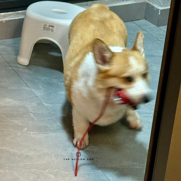 Automatic Dog Walker – The Mellow Dog