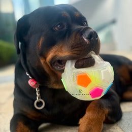 Calming Ball – The Mellow Dog