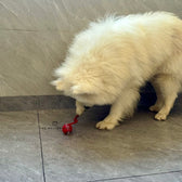 Automatic Dog Walker – The Mellow Dog