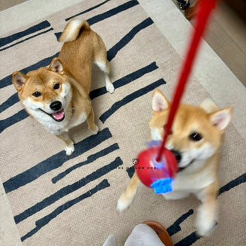 Automatic Dog Walker – The Mellow Dog