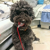 Automatic Dog Walker – The Mellow Dog