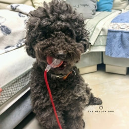 Automatic Dog Walker – The Mellow Dog