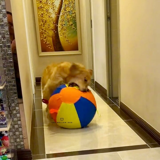 Calming Jumbo Ball – The Mellow Dog